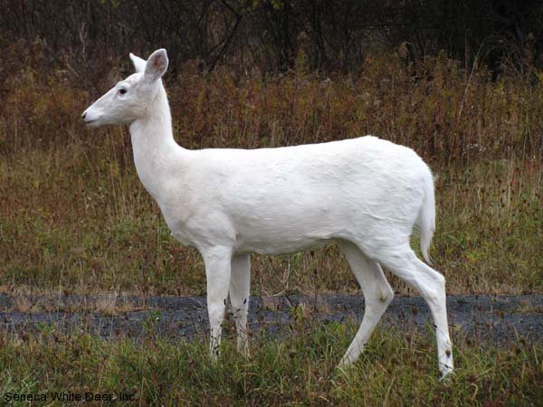 have you seen WHITE deer? – besthike.com