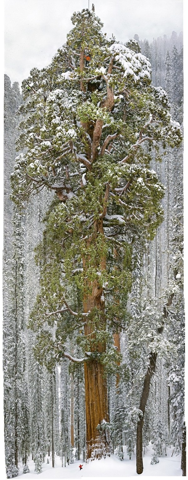 GIANT 3200yr-old tree – besthike.com