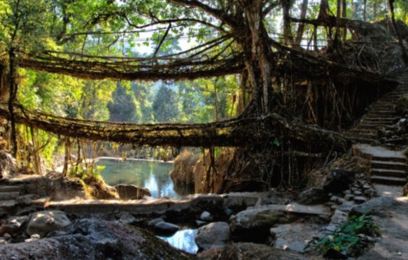 bridges built of tree roots – besthike.com