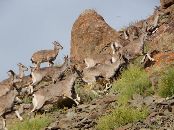 Markha trek, Ladakh – day 2 – besthike.com