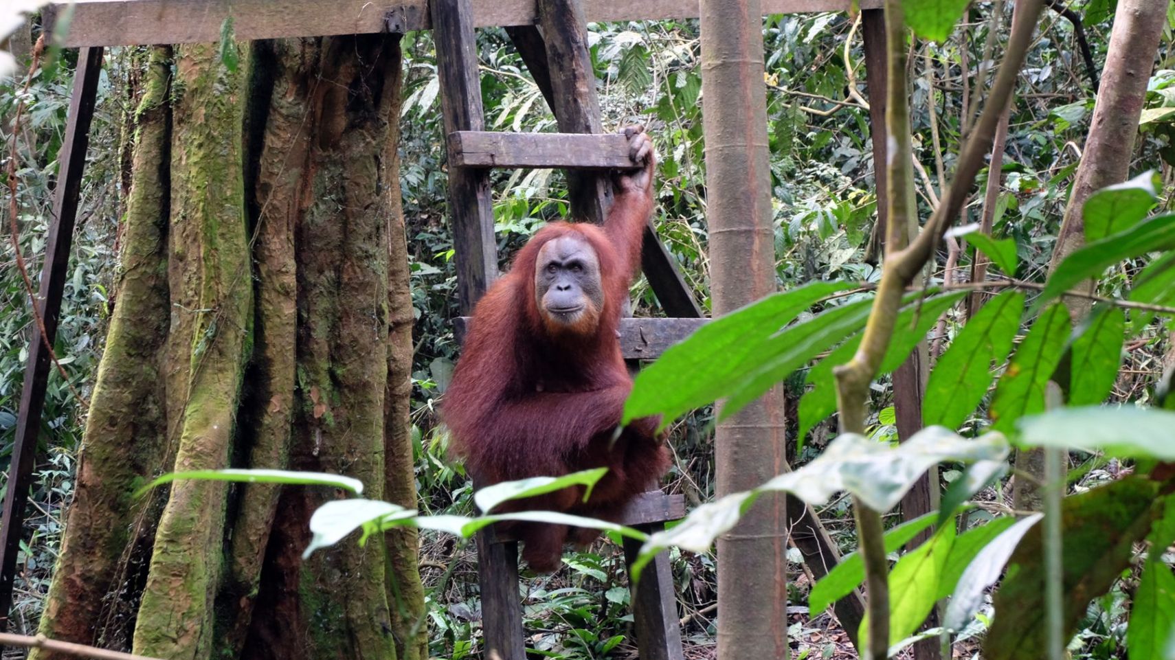 trek Gunung Leuser National Park, Sumatra – besthike.com