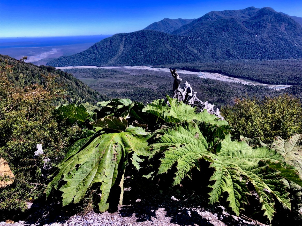 Pumalín, Chile – Volcán Chaitén trail – besthike.com