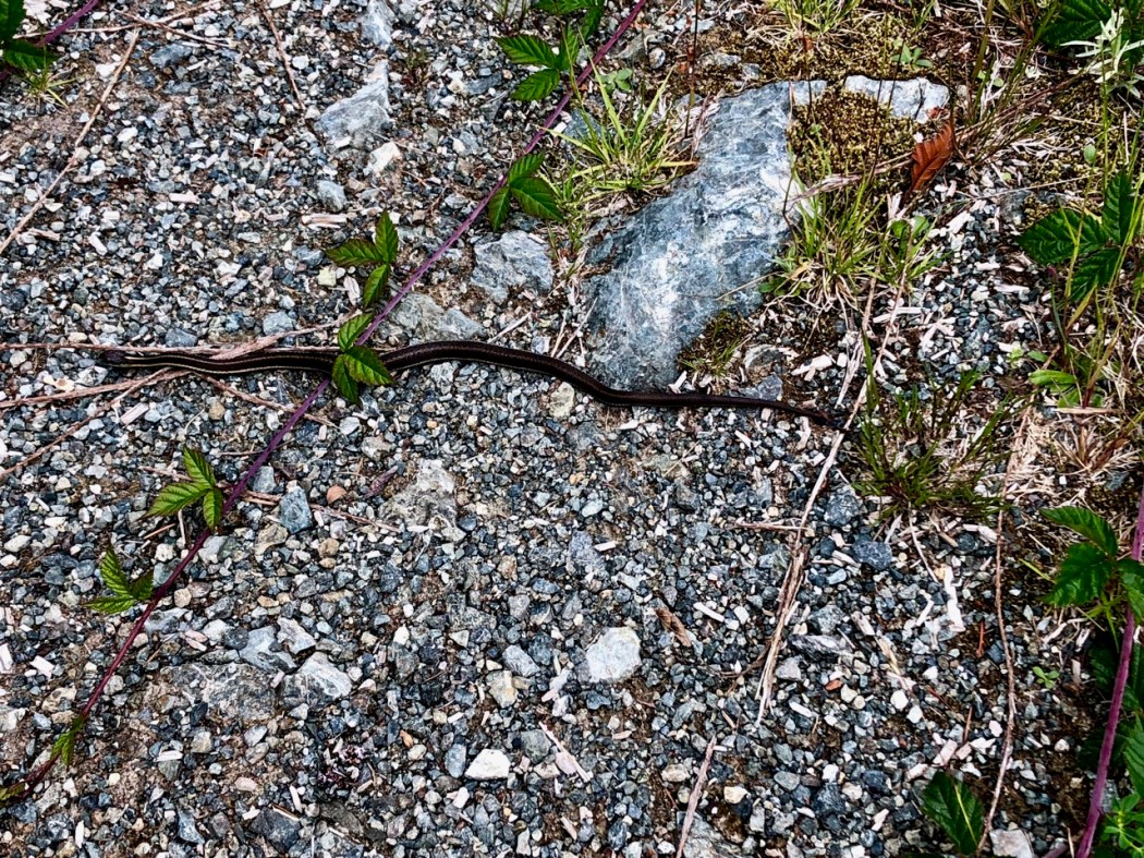 Alberni Inlet Trail, Vancouver Island – besthike.com