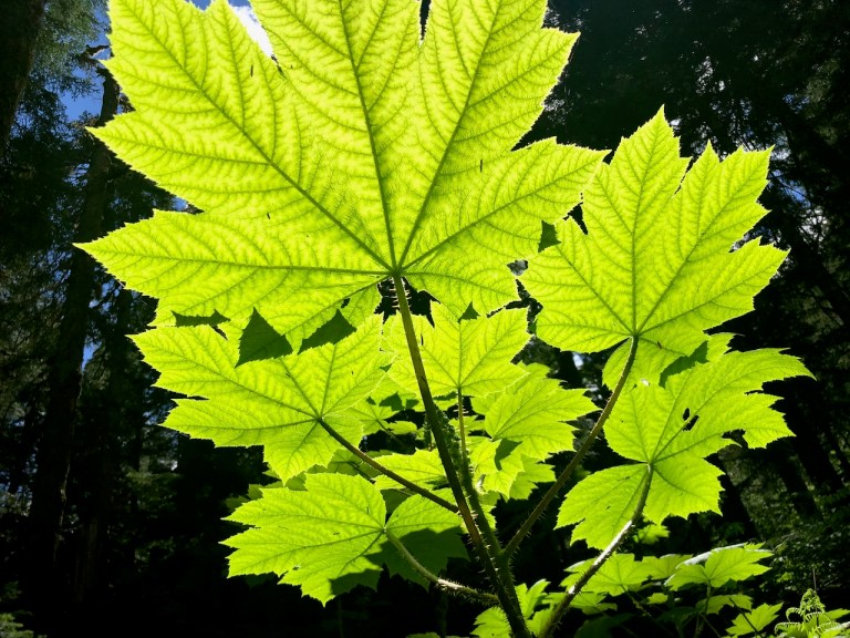 Bedwell Lake trails, Strathcona Park B.C. – besthike.com