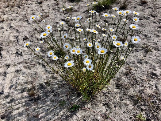 Buttle Lake Campground, Strathcona Park B.C. – besthike.com