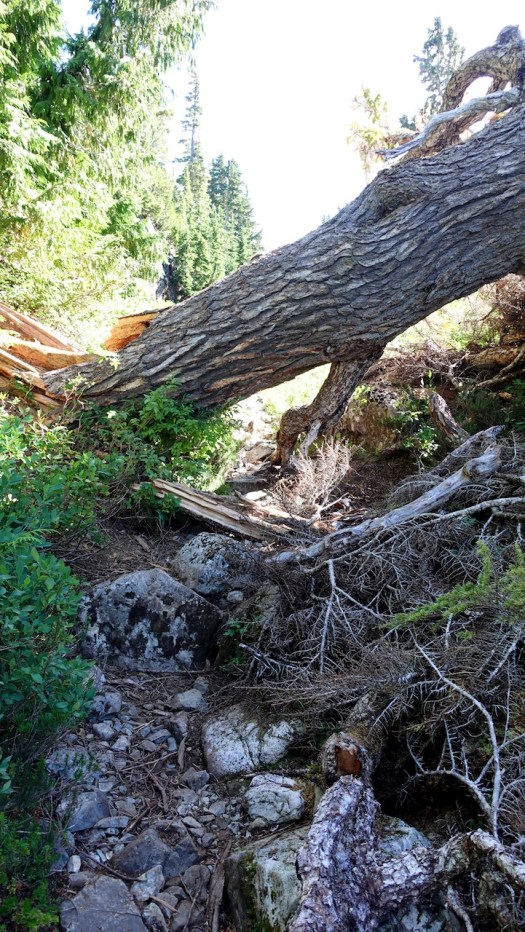Cream Lake trail, Strathcona Park B.C. – besthike.com